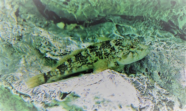 Каменные широколобки — «земляки-невидимки» байкальских омулей и сигов ...