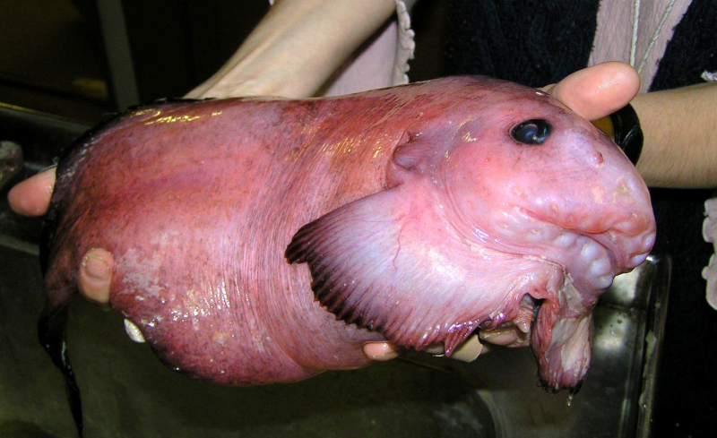 Unique deep-sea fish on display for the first time in Russia — The ...