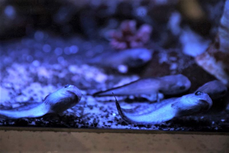 Unique deep-sea fish on display for the first time in Russia — The ...