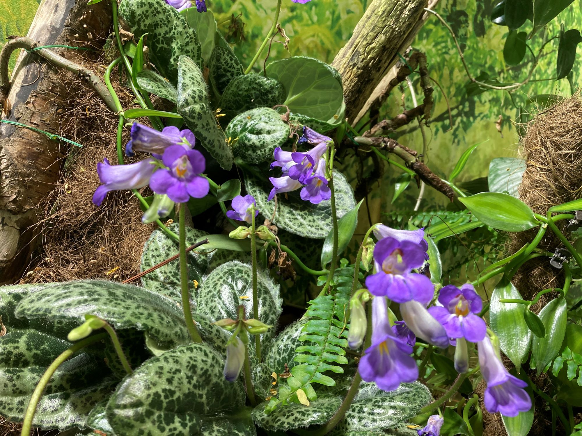 «Симпатичная черепаха» впервые порадовала посетителей «Тропического ...